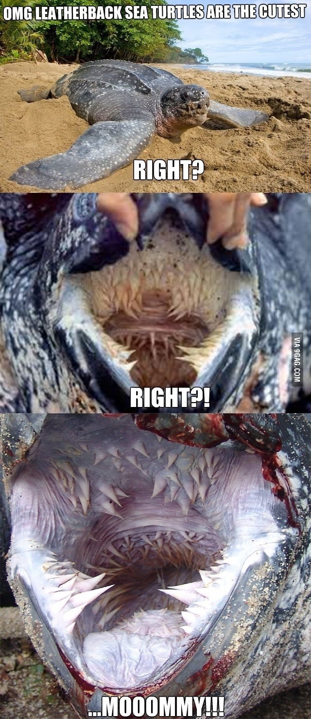Cute little turtles - 9GAG