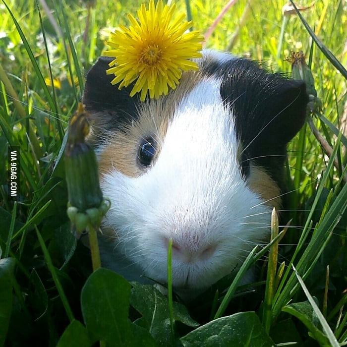 My guinea pig Niblett enjoying spring! - 9GAG