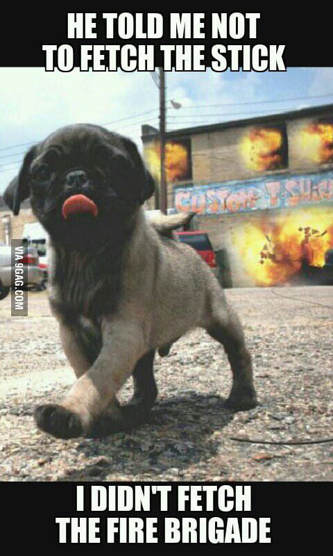 Hell Yeah Pug - 9GAG