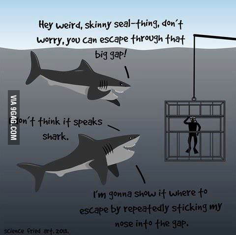 Sharks are nice, just a bit misunderstood - 9GAG