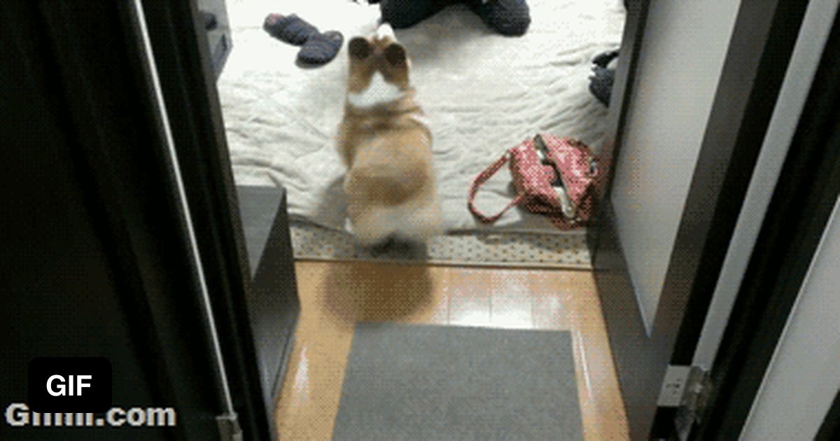 Dog moon walk - 9GAG