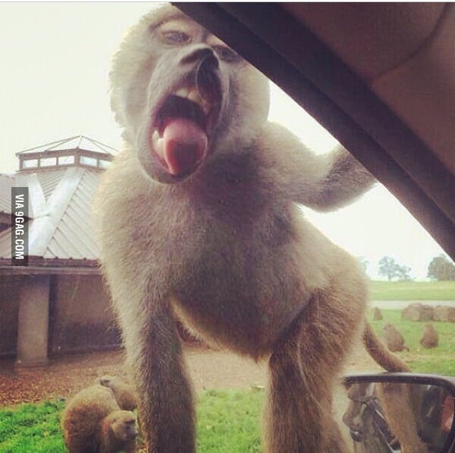 This monkey I saw today looked exactly like Miley Cyrus! - 9GAG