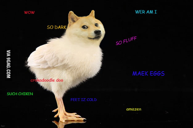 Doge is chicken so amaze - 9GAG