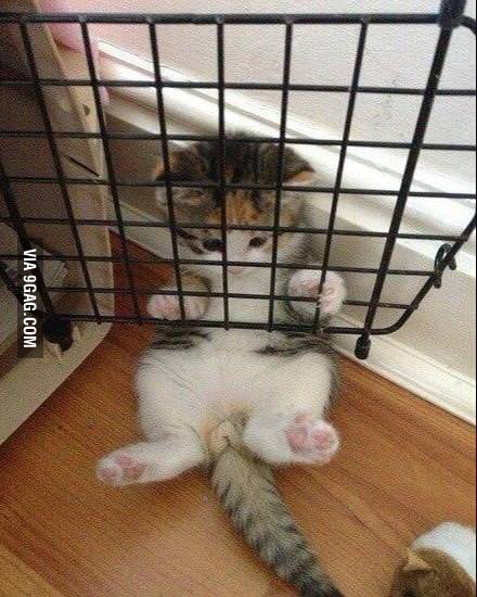 Kitten Jail. - 9GAG