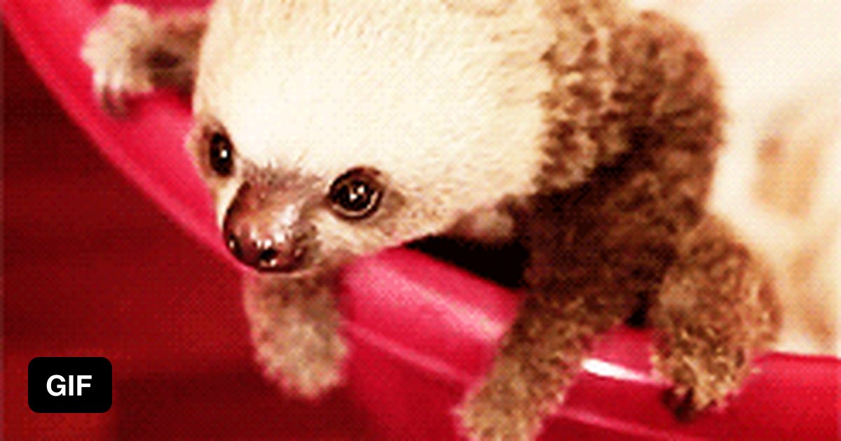 Baby Sloth. - 9GAG