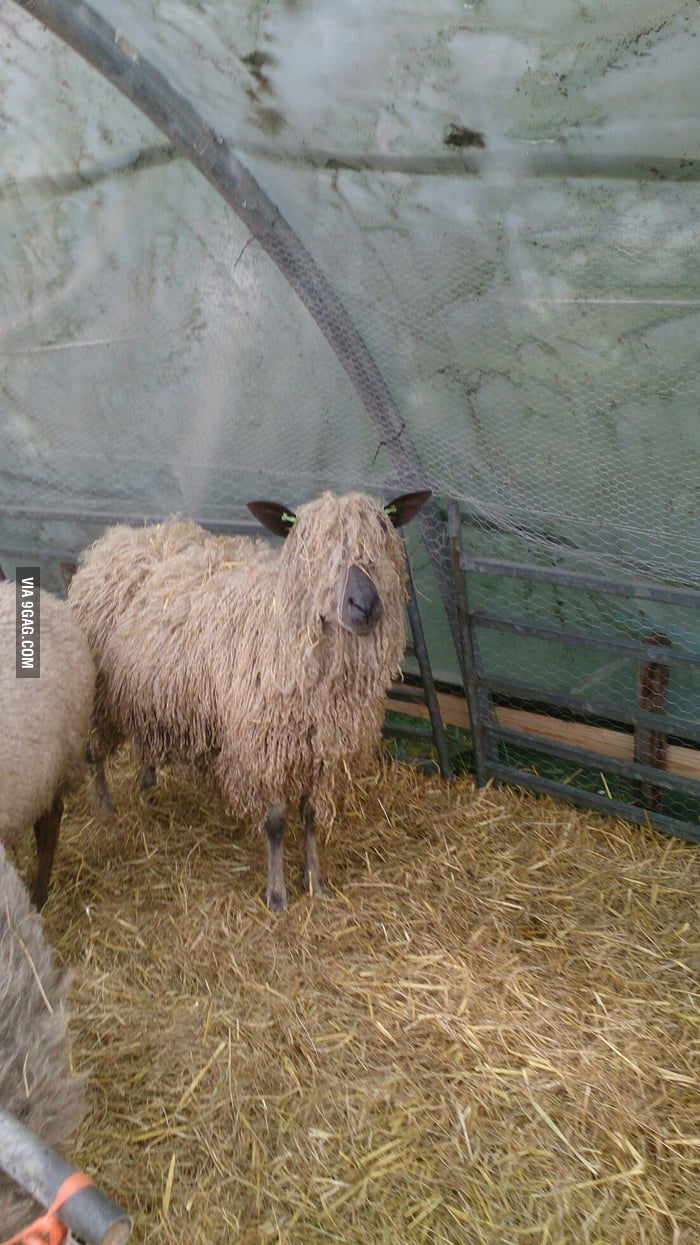 Rasta sheep - 9GAG