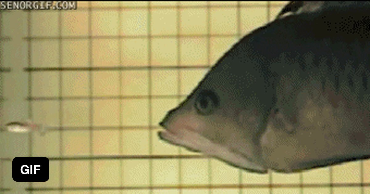 Fish eating another fish - 9GAG