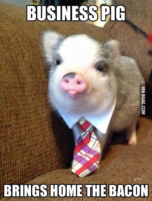 Business pig - 9GAG