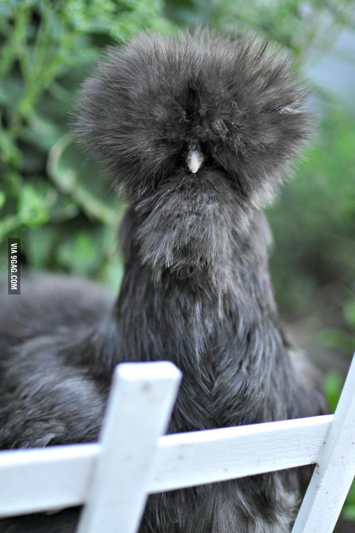 I wanted to raise chickens one day and this is the silkie breed, they ...