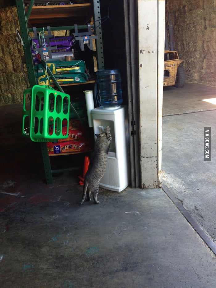 Just a cat using a water dispenser. - 9GAG