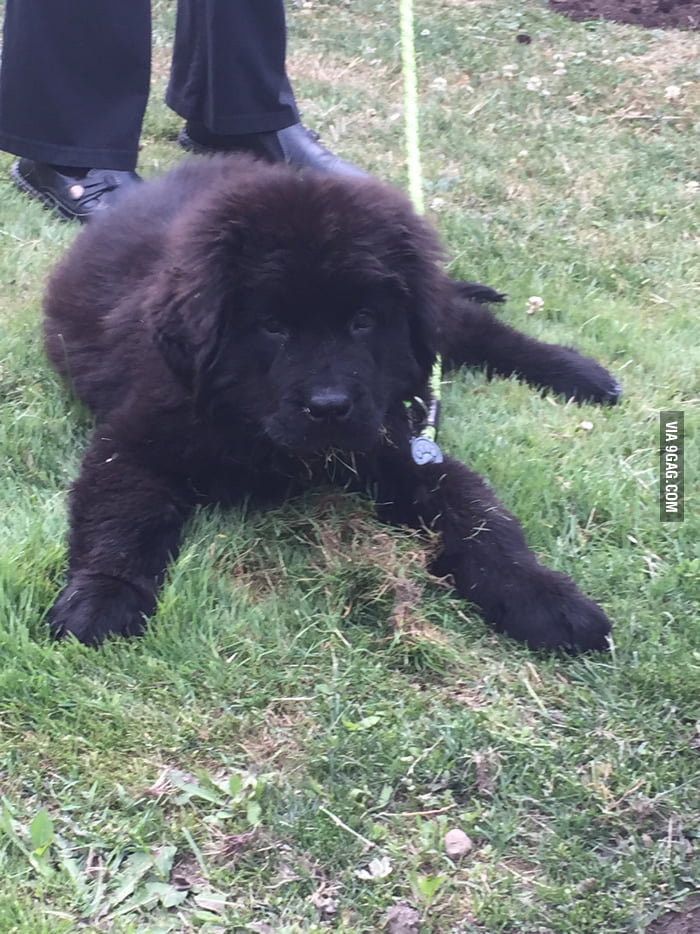 My friend has a Canadian Bear-Dog! - 9GAG