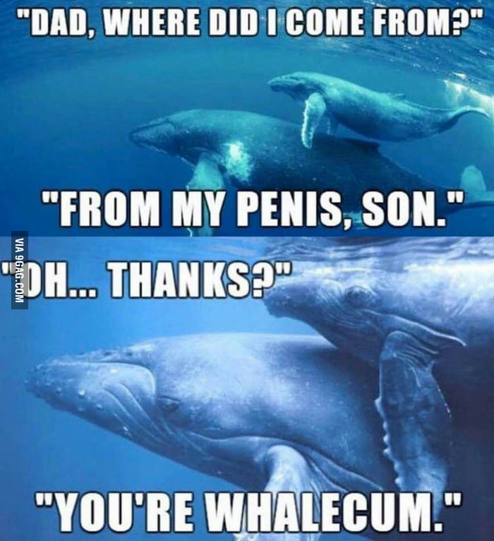You're whalecum son - 9GAG