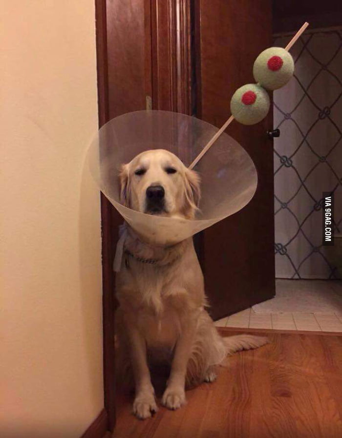 You think this is funny hooman - 9GAG