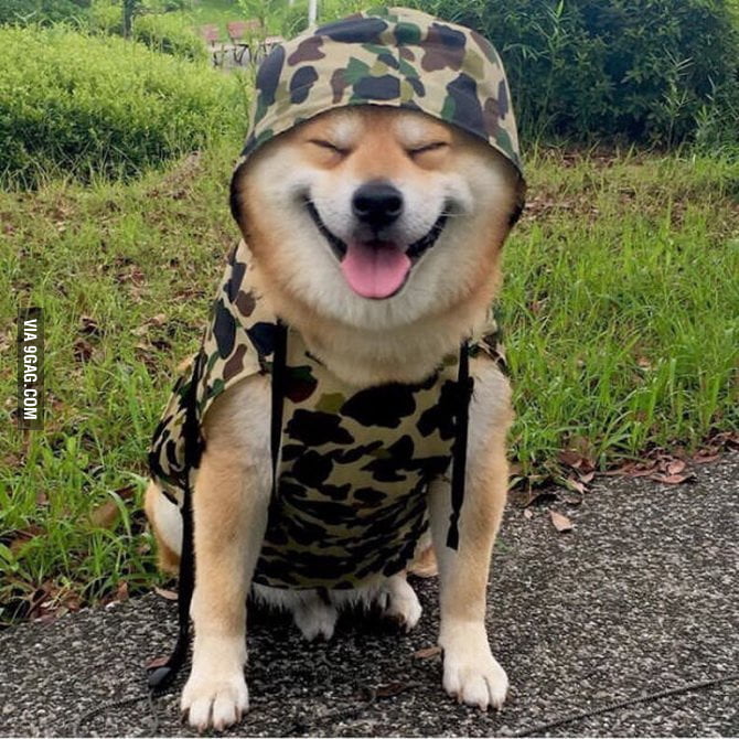 Tactical Doge reporting for wow - 9GAG