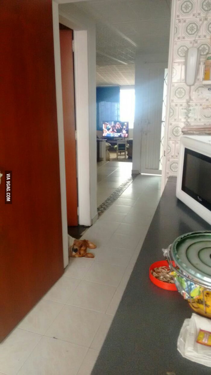 Gustavo, my dog. - 9GAG