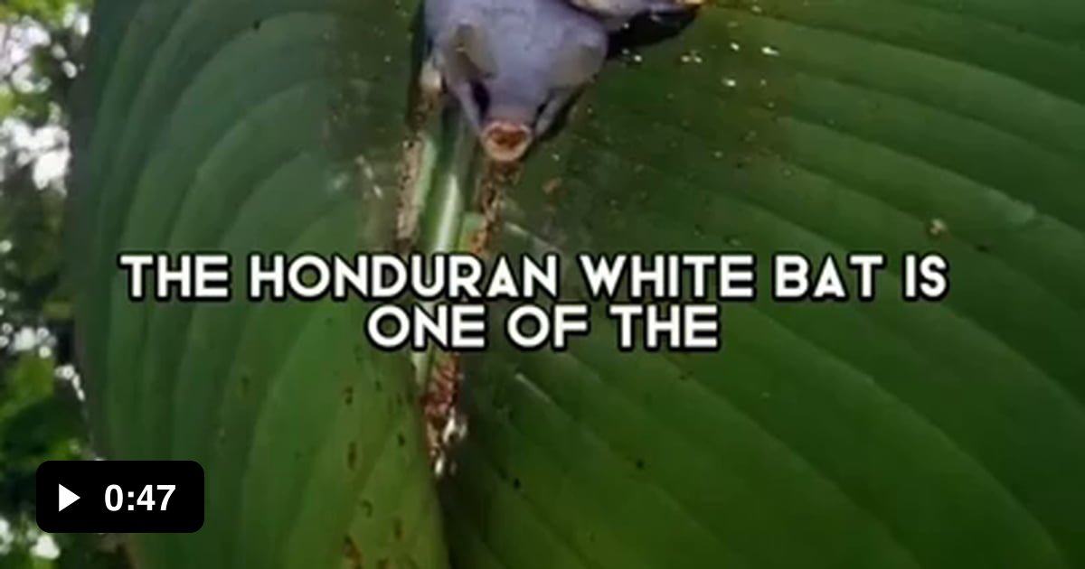 Baby Honduran White Bats 🦇 - 9GAG