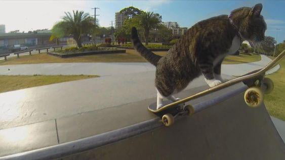 Skater cat - 9GAG
