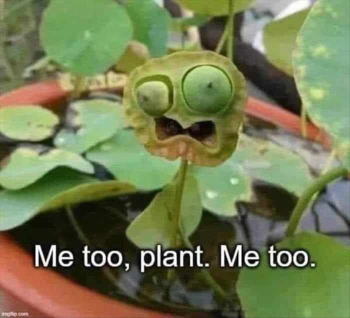 This plant has seen some s#%+ - 9GAG