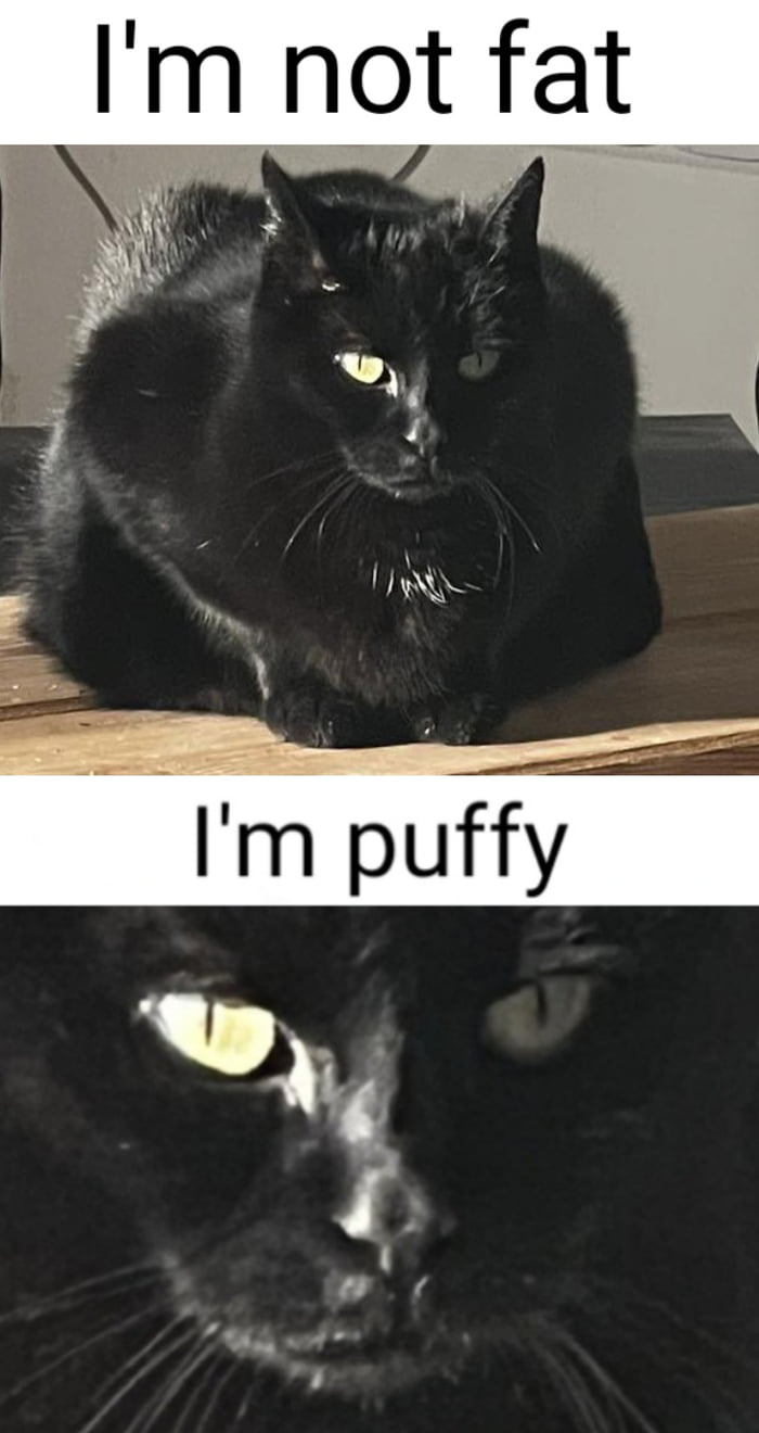 Puffy cat - 9GAG