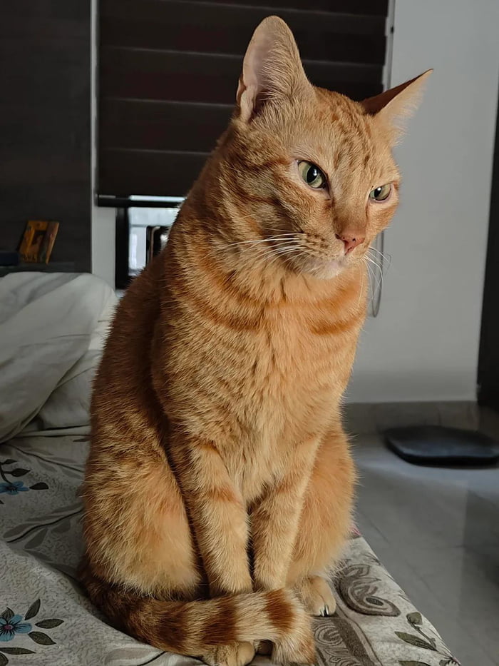 Not all orange cats are dumb :( - 9GAG