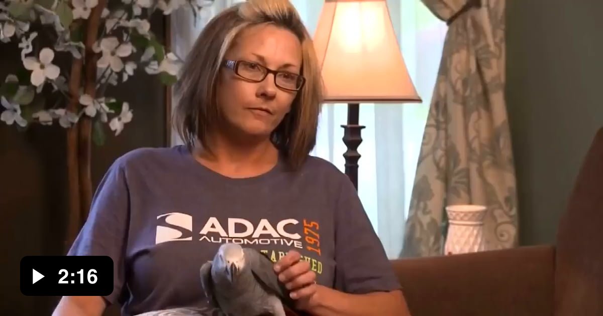 Parrot solves a murder - 9GAG