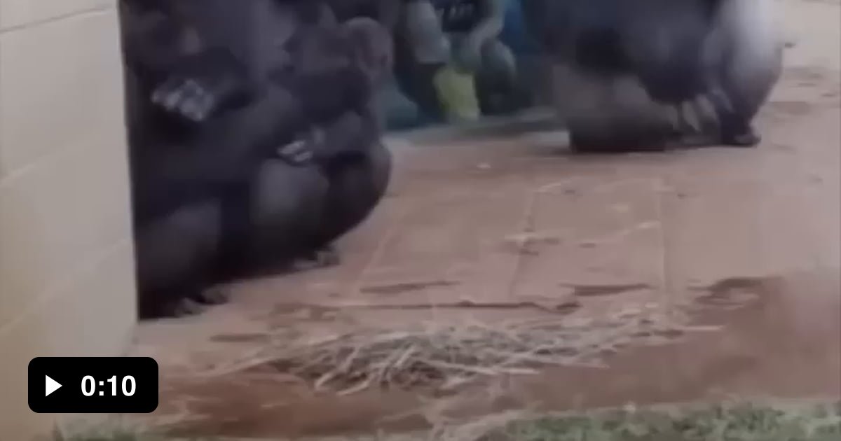 Big monke no like rain - 9GAG