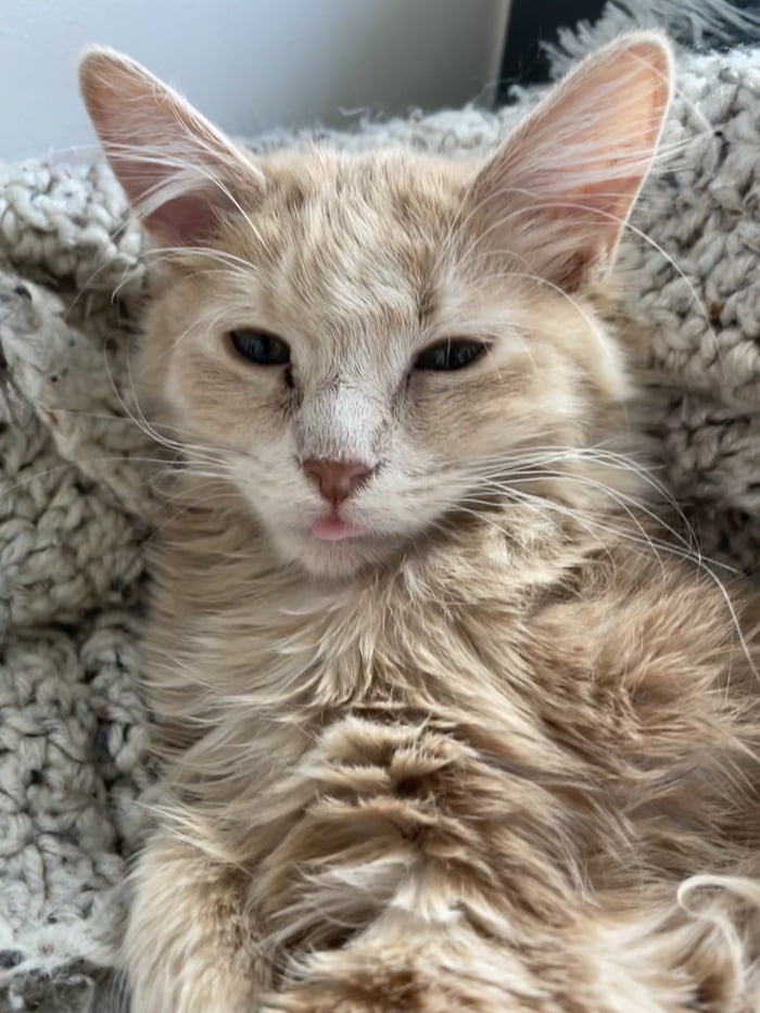 50% goof, 50% floof, 100% smol - 9GAG