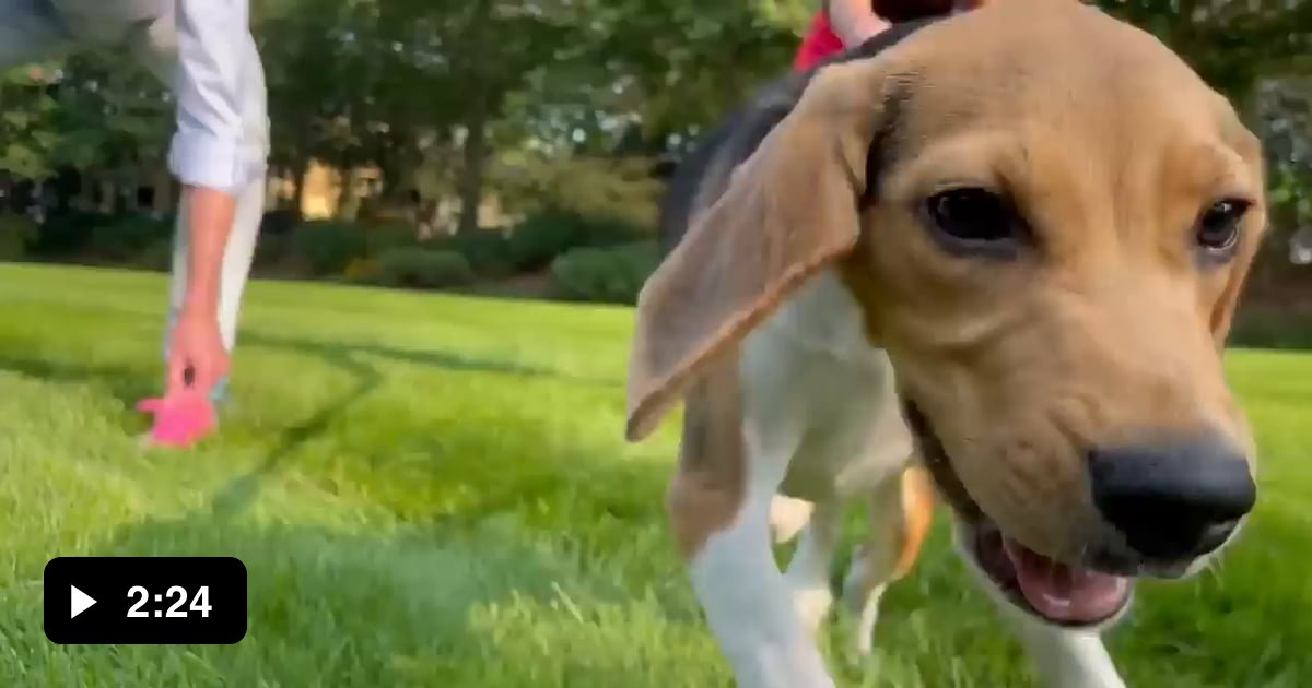 4000 beagles rescued from a breeding and testing facility are given new ...