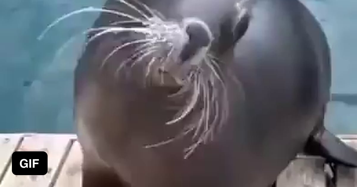 Sea doggie doing tippy taps - 9GAG