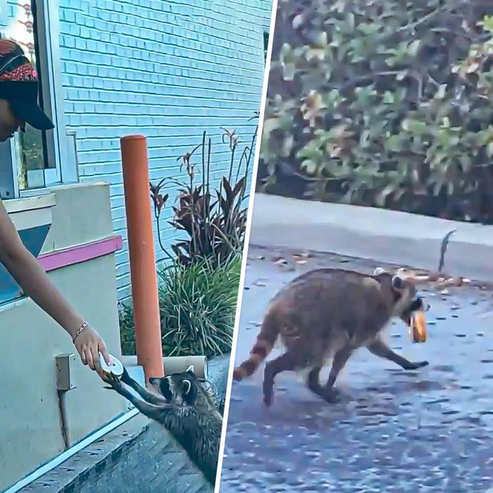 Raccoon politely orders a doughnut from a Dunkin’ drive-thru ‘like a ...