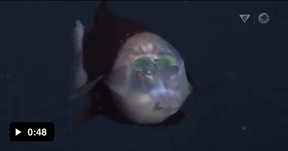 Recent footage of a barreleye fish (Macropinna microstoma) This deep ...