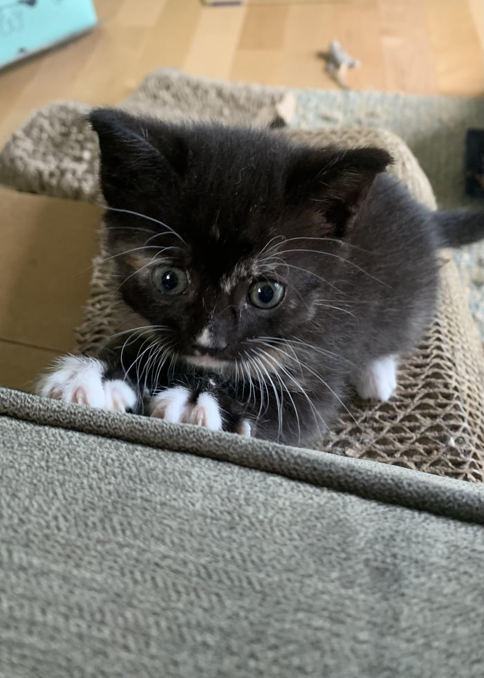 Foster gremlin Nori ready to attac - 9GAG