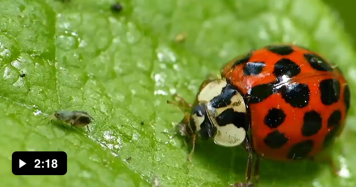 Ladybugs are voracious predators of aphids, feeding on both the adult ...