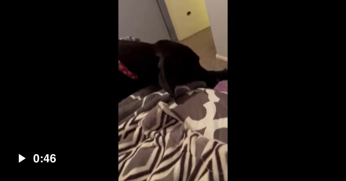 Great Dane Throws Tantrum Over Dropped Ball - 9GAG