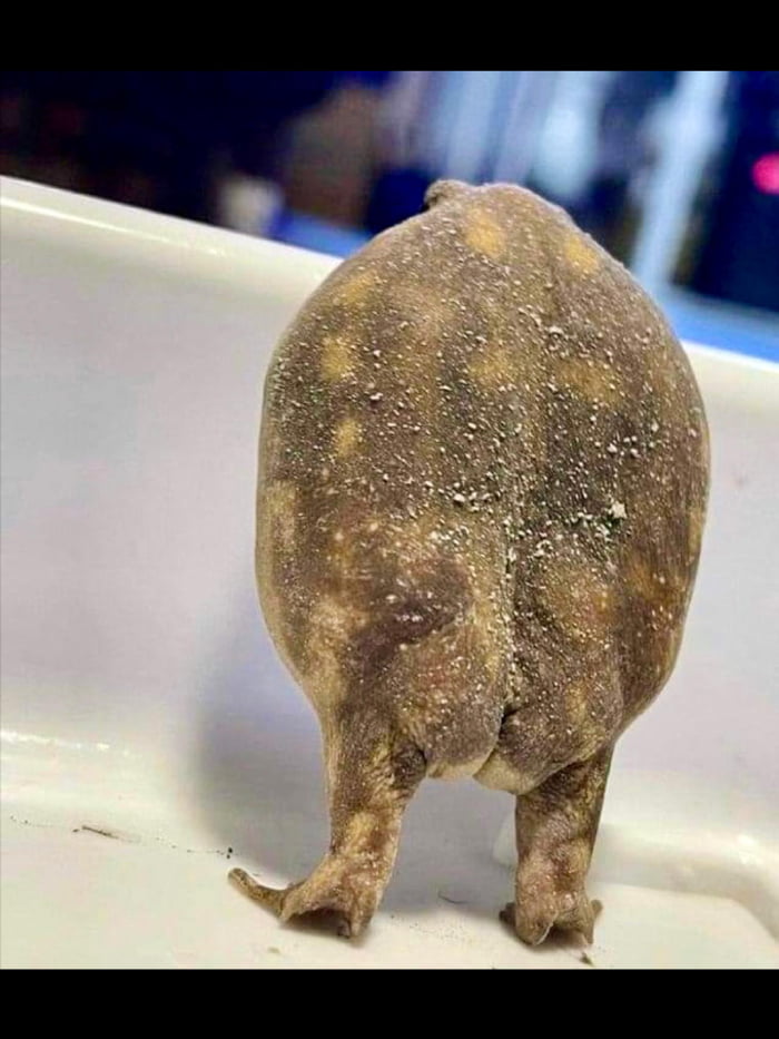 A Toad with a Tiny Little Butt - 9GAG