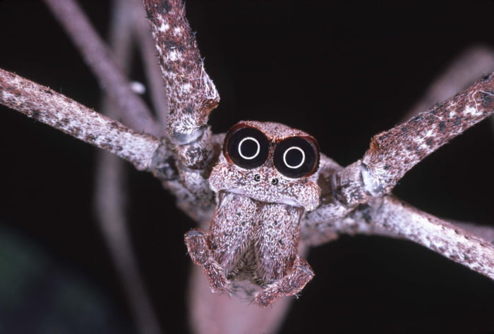 The ogre faced spider. It is a nocturnal predator and a spider with two ...
