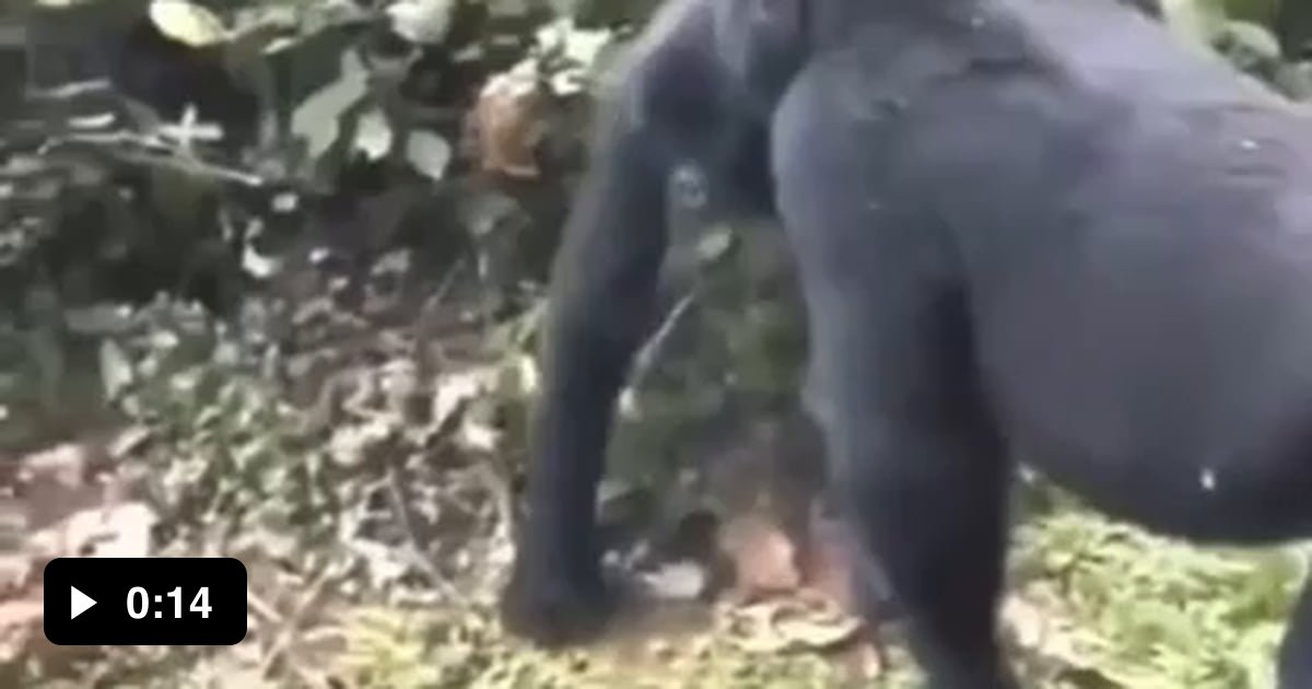 Monkë being a jerk but its funny - 9GAG