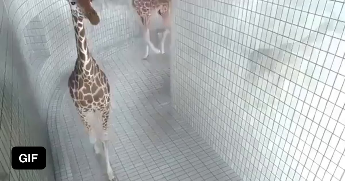 Derpy Giraffe notices camera - 9GAG