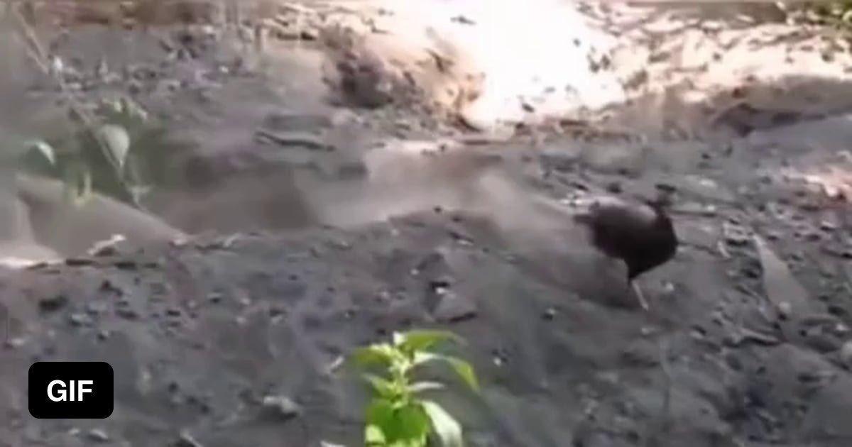 Bird helping Commodore 64 friend to dig up good old nine-gag memes - 9GAG