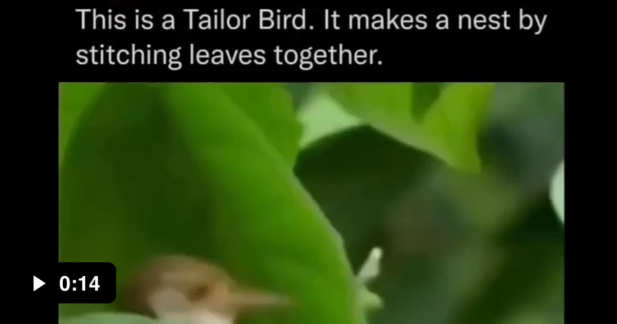 The way this bird tailors swiftly - 9GAG
