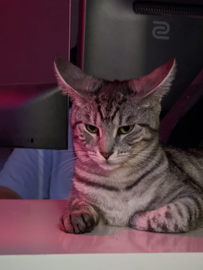 Look at my mean little kitty 😹 - 9GAG