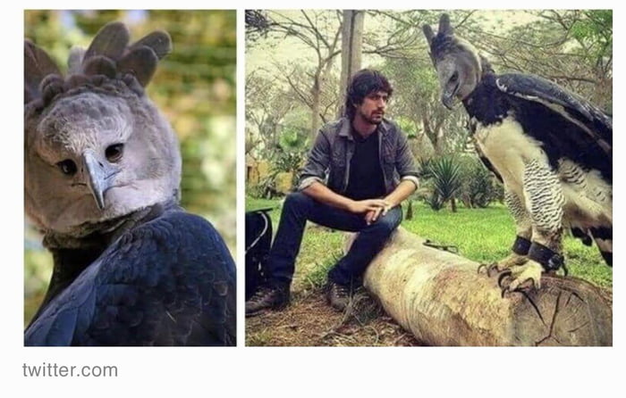 The Harpy Eagle - 9GAG