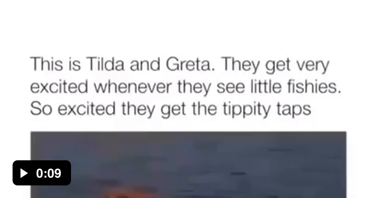 Dachshund tippy taps - 9GAG