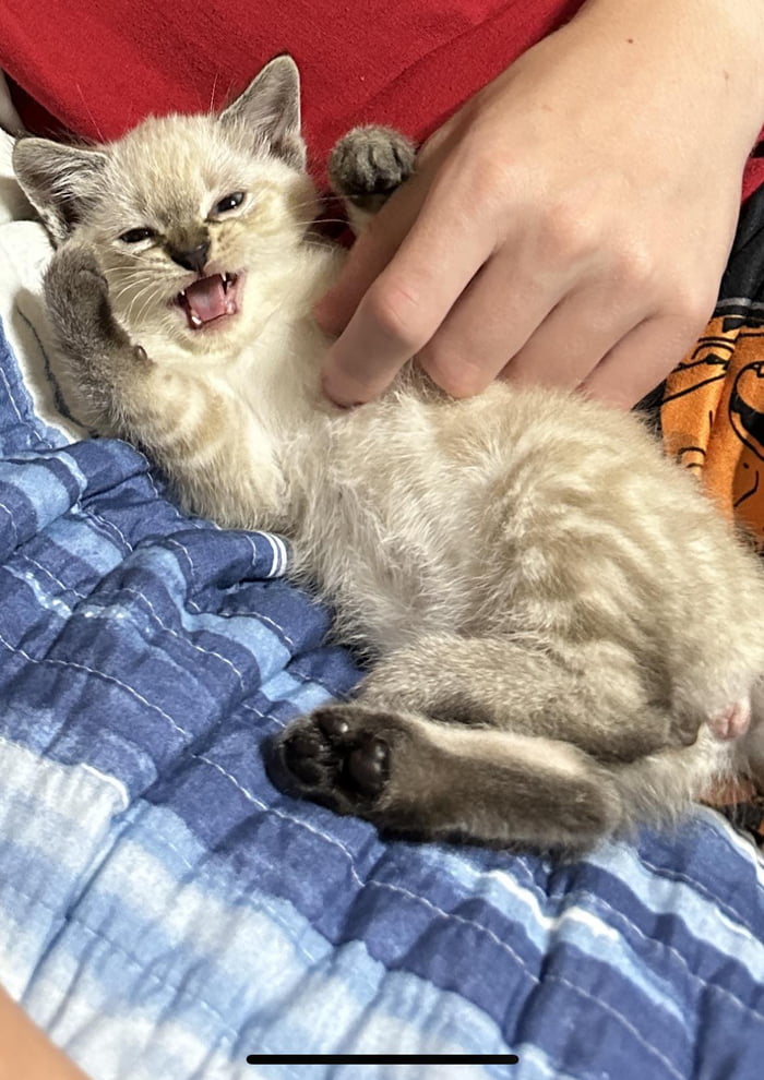 Not sure whether or not she wants snuggles, only knows she angy. - 9GAG