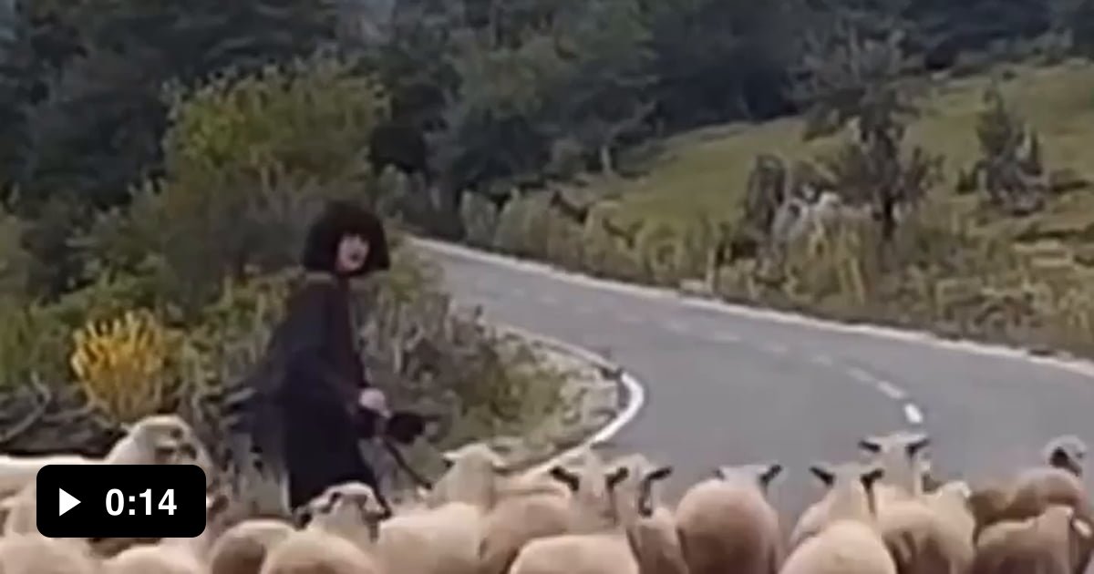 Sheep attack an emo - 9GAG