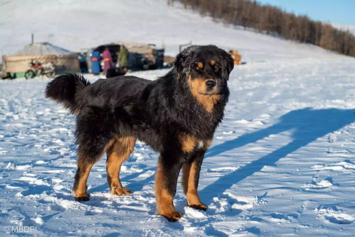 Mongolian Bankhar Dog - 9GAG