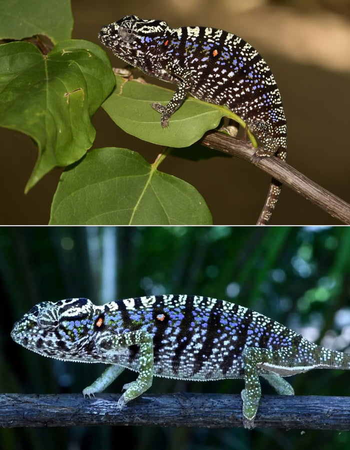 Scientists Discover a Chameleon That Was Last Seen 100 Years Ago This ...