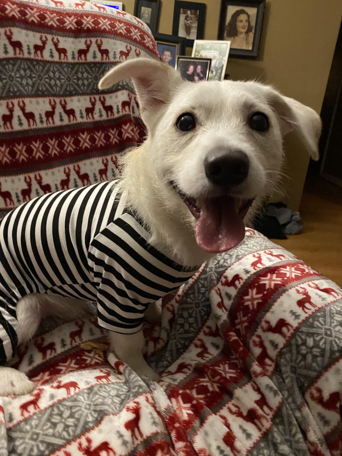 OC Meet Rigby! He’s a happy pupper!!! - 9GAG