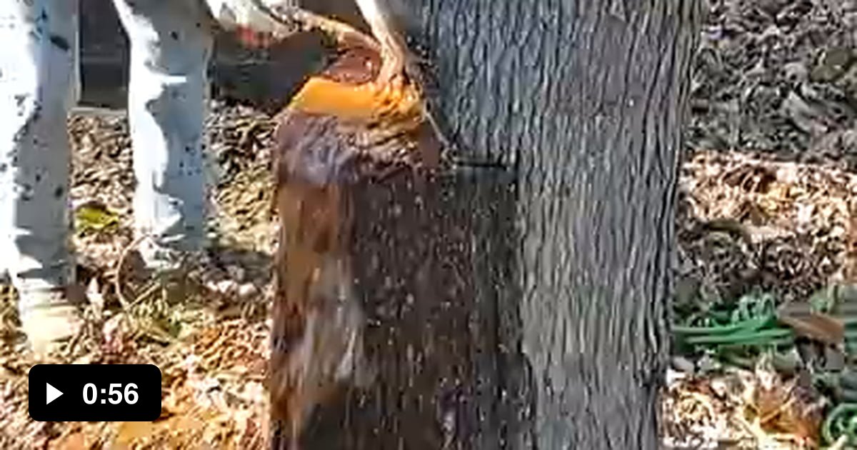 Water Stuck Inside Tree - 9GAG
