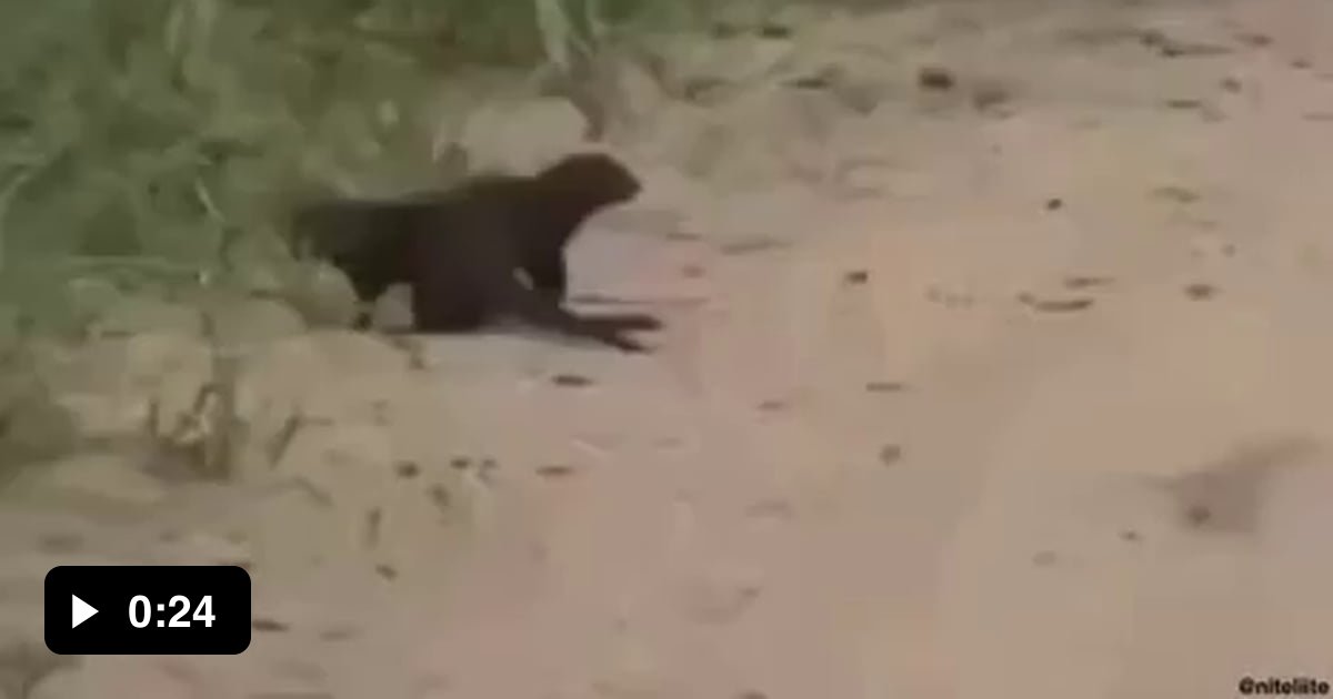 Playing dead - 9GAG